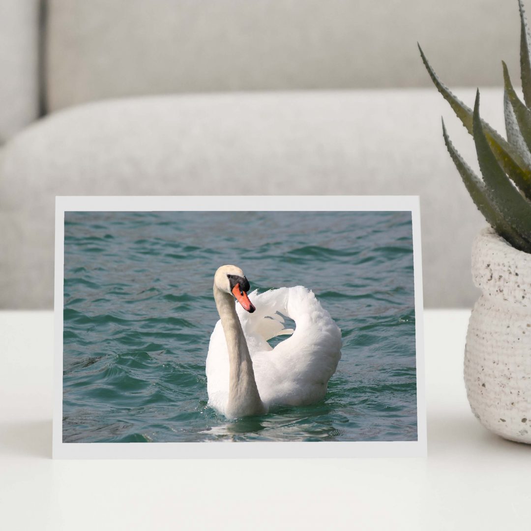 Swan Heart Greeting Card - Creative Prints
